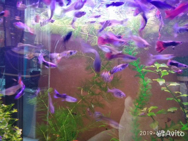 Рыбки гуппи