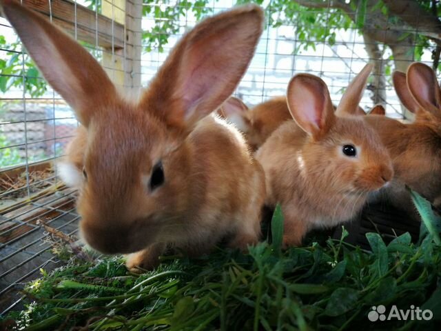 Новозеландский красный