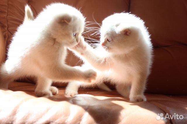 Scottish Fold эксклюзивного окраса Colour-point
