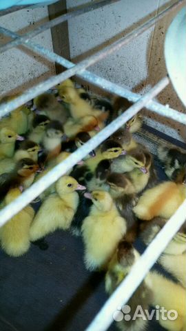 Утята мускуссные