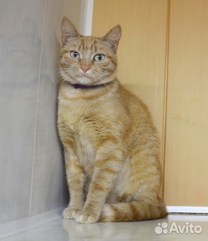 Кошечка Фанта ищет дом