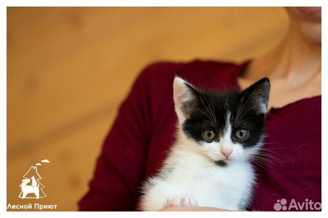 Малыш Альфи ищет дом