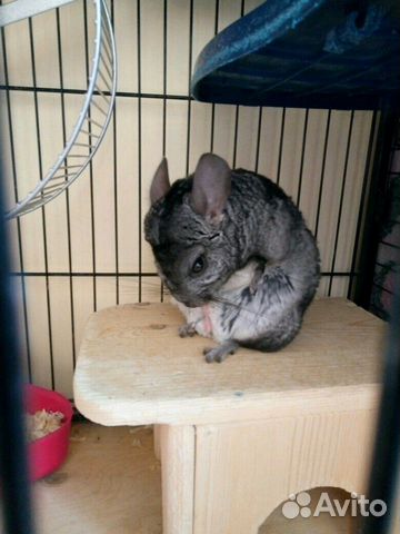 Шиншилла с клеткой