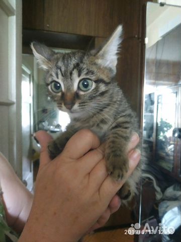 Котенок