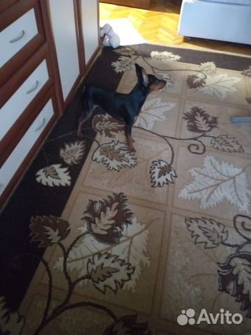 Цвергпинчер