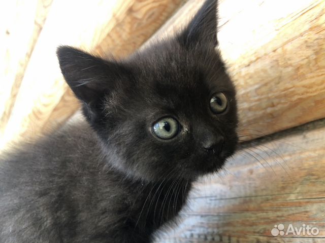 3 котёнка от черно-белой кошки и чёрного кота