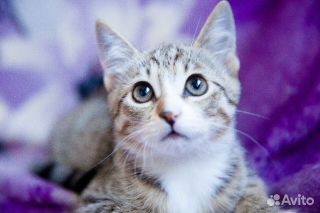 Котята Мини-Рысята в дар в добрые руки