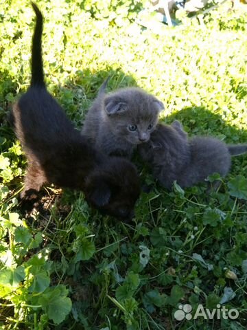 Котята