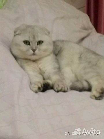 Вязка Шотландский вислоухий кот