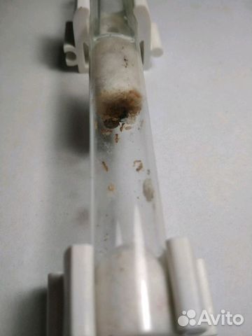 Муравьи вида Lasius flavus