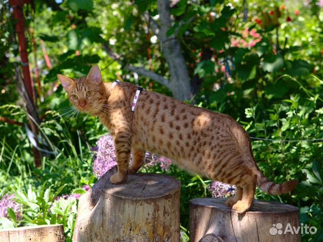 Подрощенные оцикет котята