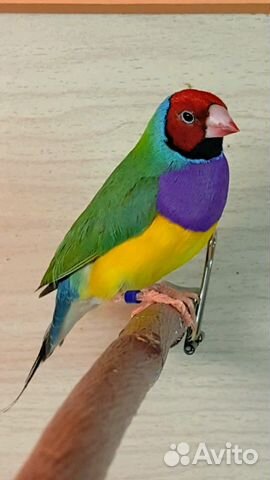 Самцы амадина гульда