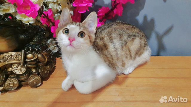Котенок счастливое пятнышко в добрые руки