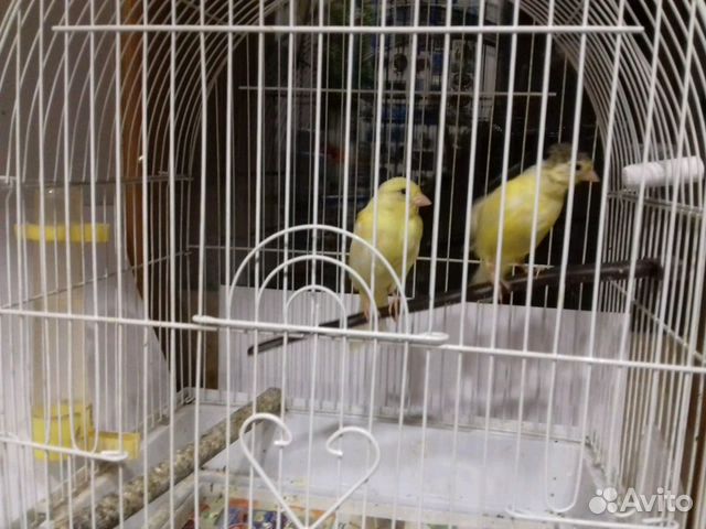 Канарейки Самец и Самка