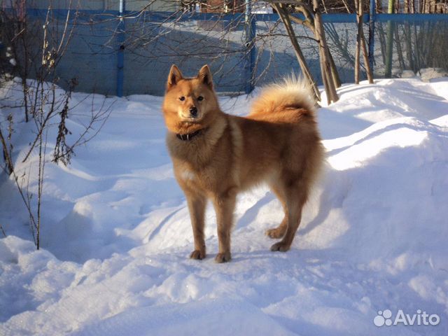Щенки карело-финской лайки