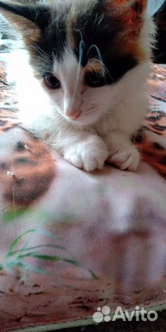 Котёночек в хорошие руки