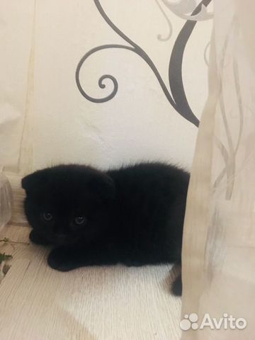 Котёнок