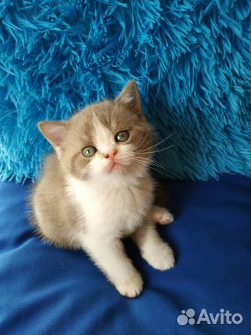 Малышка ищет хозяина