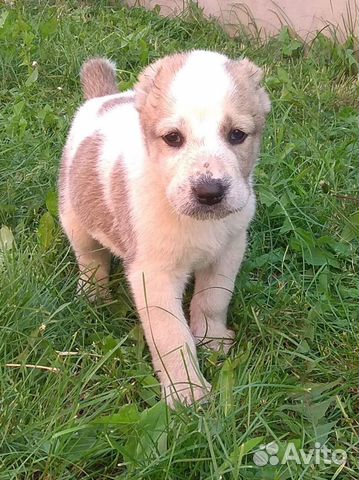 Щенки Алабай