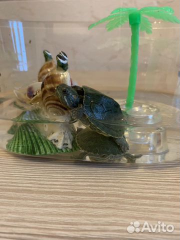 Декоративная красноухая черепаха