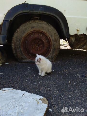Котенок