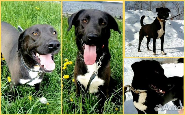 Мартин - пес-красавец в добрые руки