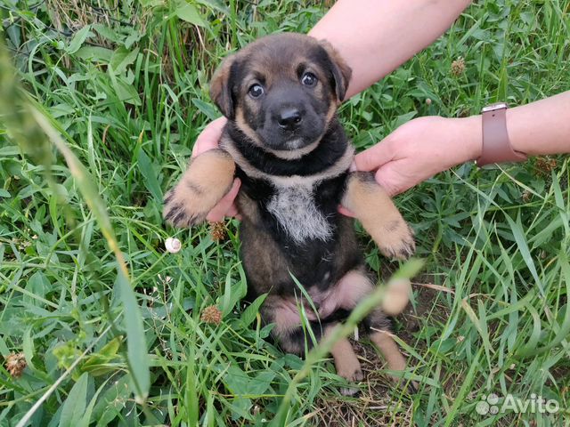 Кобелей 1,5 месяца бесплатно с доставкой