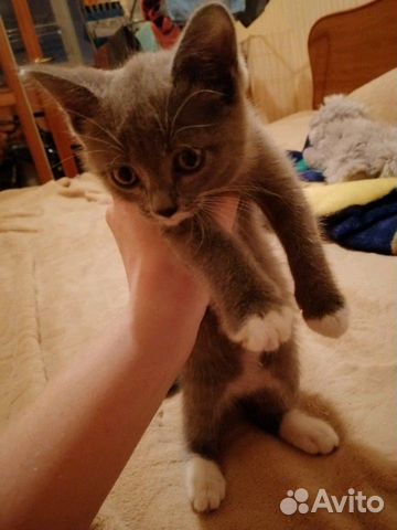 Котенок бесплатно