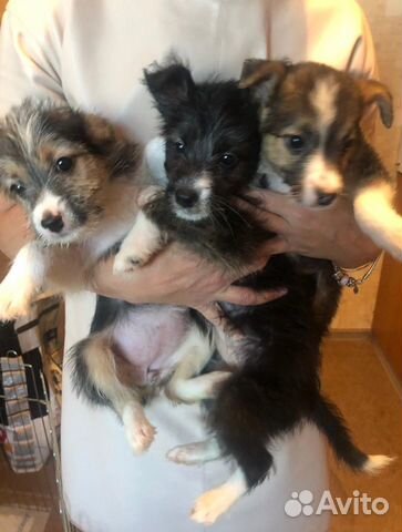 Щенки-домовята, бородатики небольшого размера