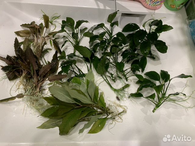 Анубиас нана, криптокорина, лимонник