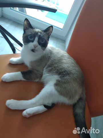 Продаётся Кошка
