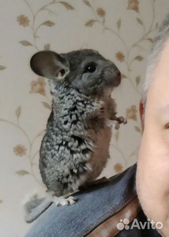 Шиншиллята от заводчика