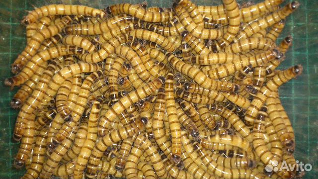 Зофобас, мучной червь и гусеницы бражника