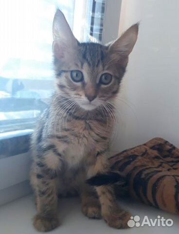 Котёнок-мальчик, 3,5 месяца