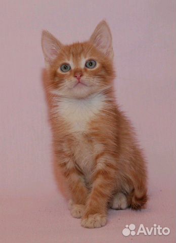 Котенок Рыжик