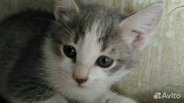 У меня носик с мушкой и короткий хвостик