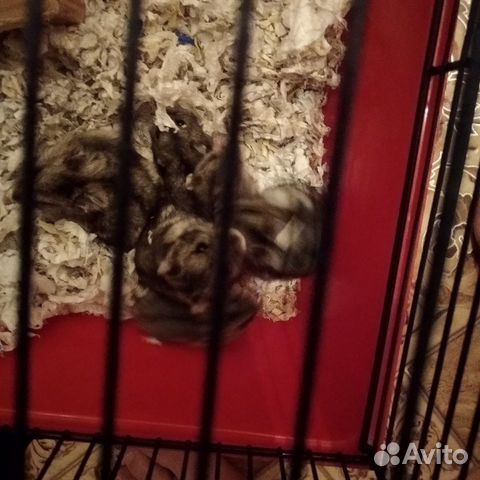 Джунгарского хомяка