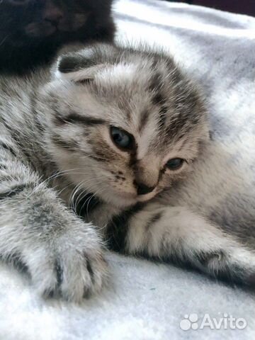 Пушистая радость ищет дом