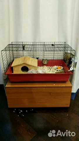 Морская свинка большая клетка