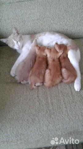 Котята курильского бобтейла