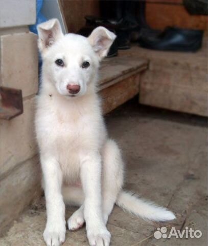 Метисочка Белоснежка