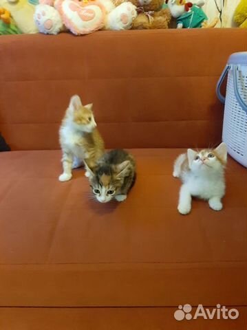 Свежие кошачьи личинки