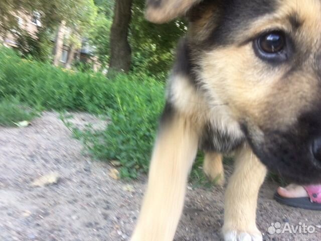 Овчарка