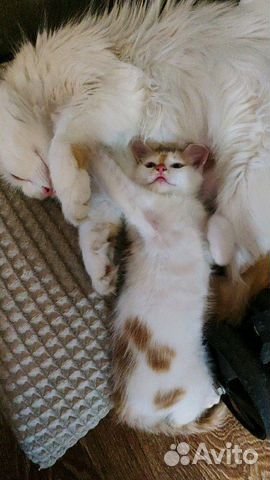Котенок мышелов ищет дом