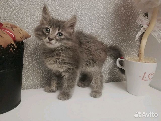 Пушинку в хорошие руки