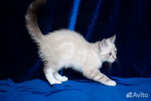 Тайский котёнок,3 мес