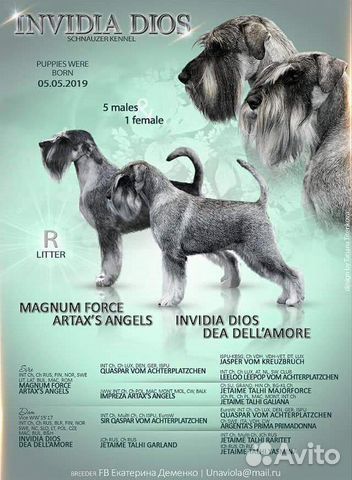 Щенок шнауцера стандартного