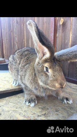 Кролики породы фландер племенные