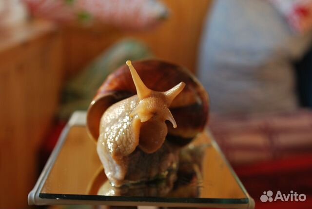 Внимательный и понимающий друг улитка