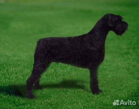 Продам щенков ризеншнауцера